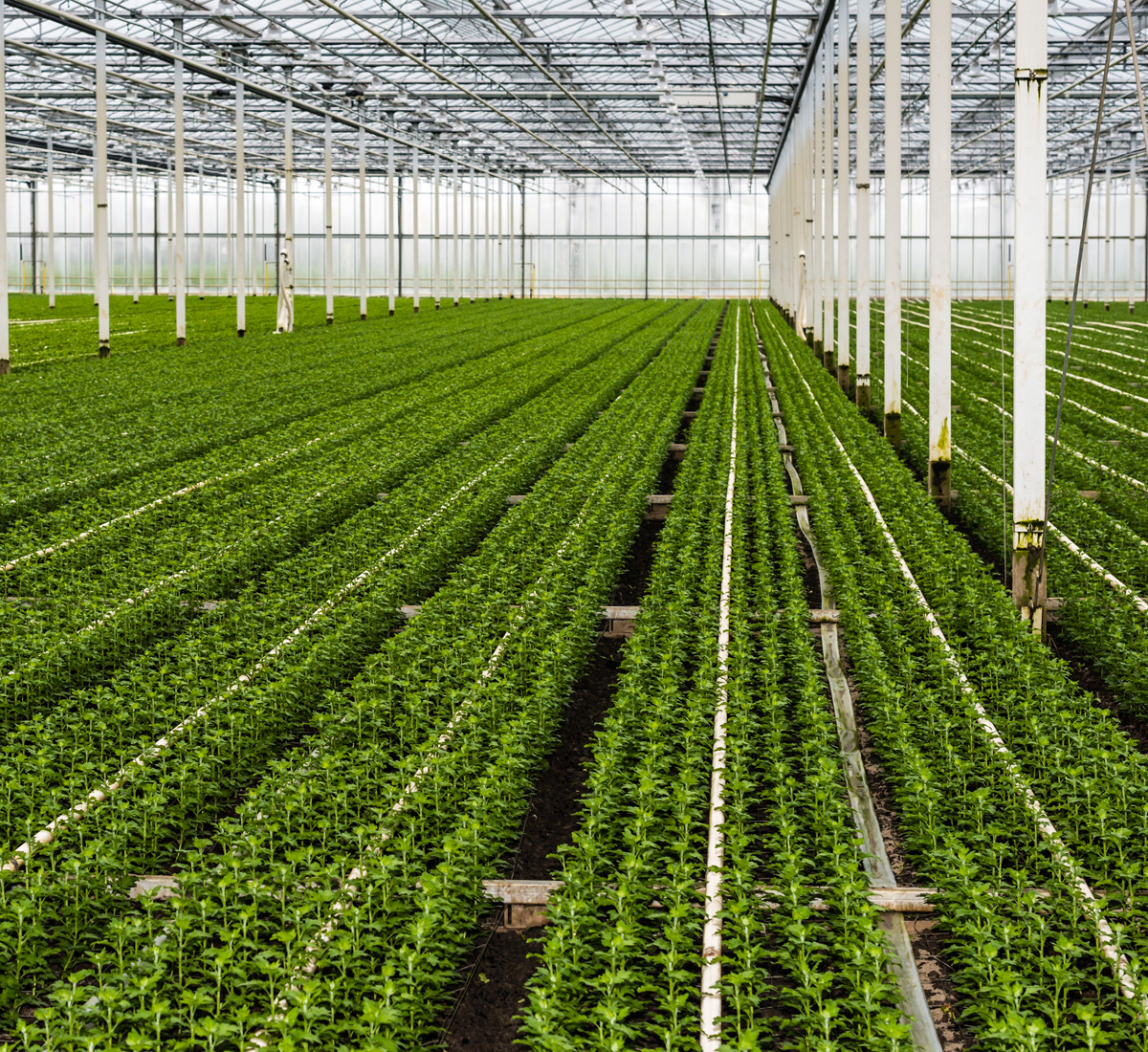 RÉFÉRENCES - MosaGreen